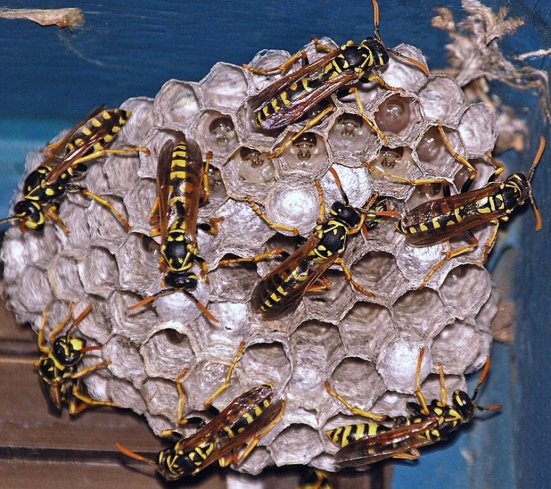 What Do Wasps Do for the Environment?