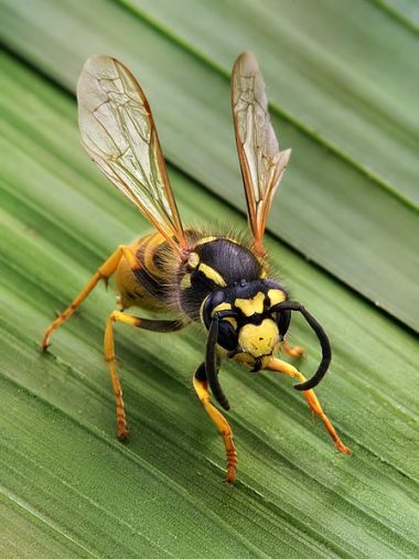 What Do Wasps Do for the Environment?
